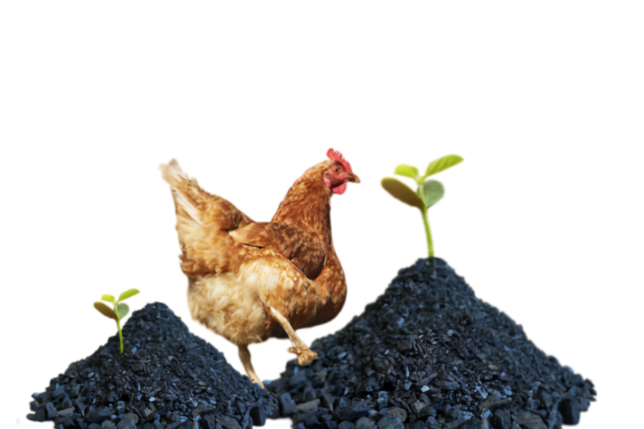 Biochar and chicken dung as fertilizer – TFARM